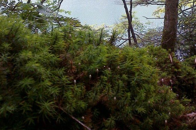 Shiratani-Unsuikyo Trekking Tour in Yakushima Island - The Sum Up: Is It Worth It?