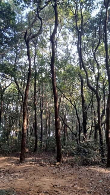 Shivapuri Nagarjun: Half-Day Hiking to Jamacho Gumba - Who Will Love This Experience?