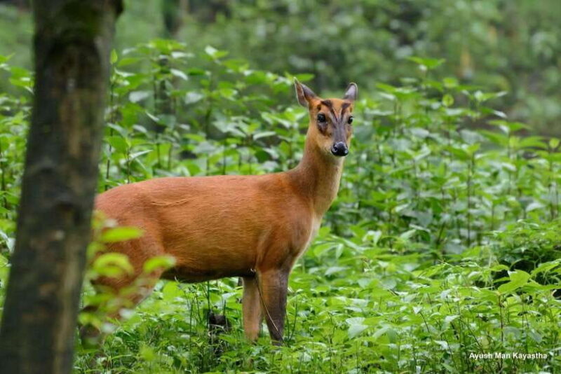 Shivapuri National Park Hike  Scenic Day Trek - An Authentic and Practical Review of the Shivapuri National Park Hike