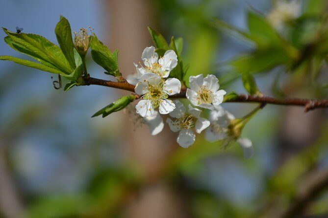 Shivapuri Peak Hike and Sleeping Buddha Sightseeing Tour - FAQ