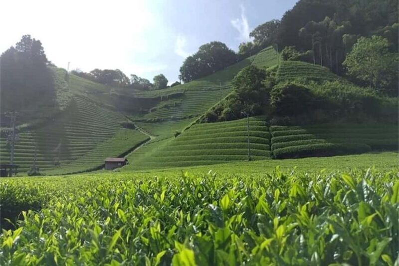 Shizuoka: 6-hour Private Tour & Japanese Tea Farm w/ Vehicle - Touring Shizuoka City: Your Choice of Highlights