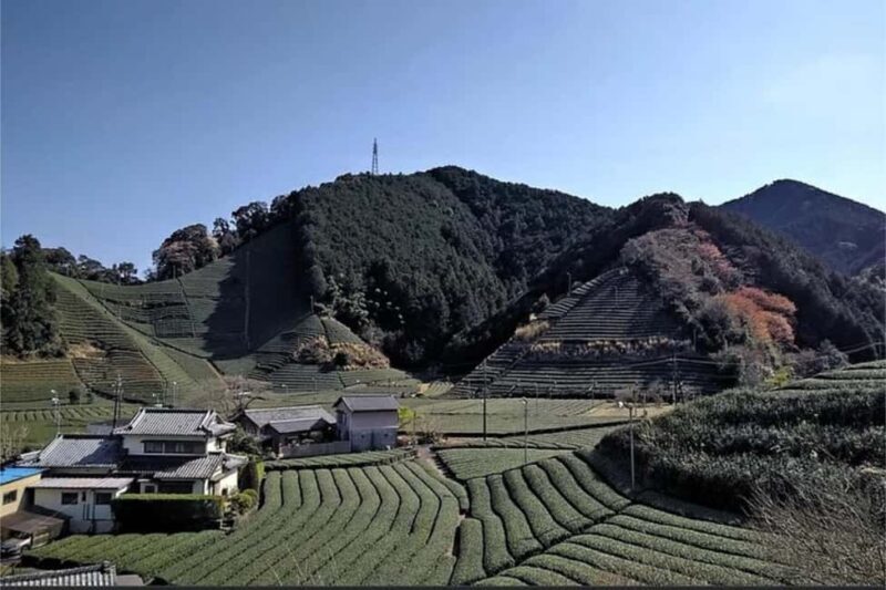 Shizuoka: 6-hour Private Tour & Japanese Tea Farm w/ Vehicle - Additional Information and Considerations