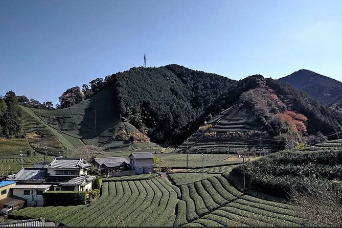 Shizuoka 6hr Private Tour and Japanese Tea Farm Tour with Vehicle - Key Points