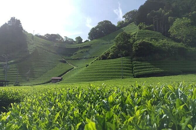 Shizuoka 6hr Private Tour and Japanese Tea Farm Tour with Vehicle - An In-Depth Review