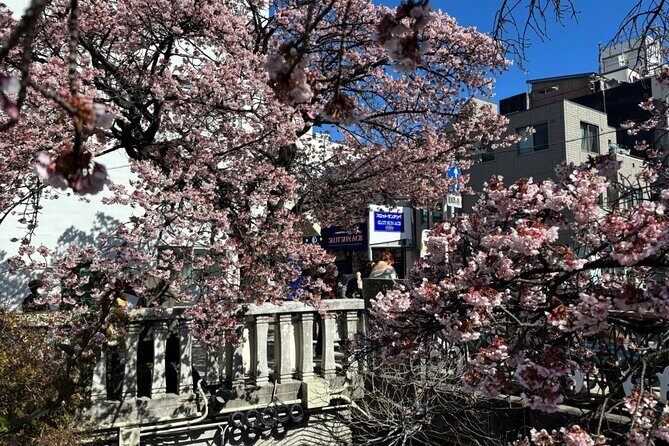 Shizuoka and Izu City Cherry Blossom Private 2 Days Tour - Who Is This Tour Best For?