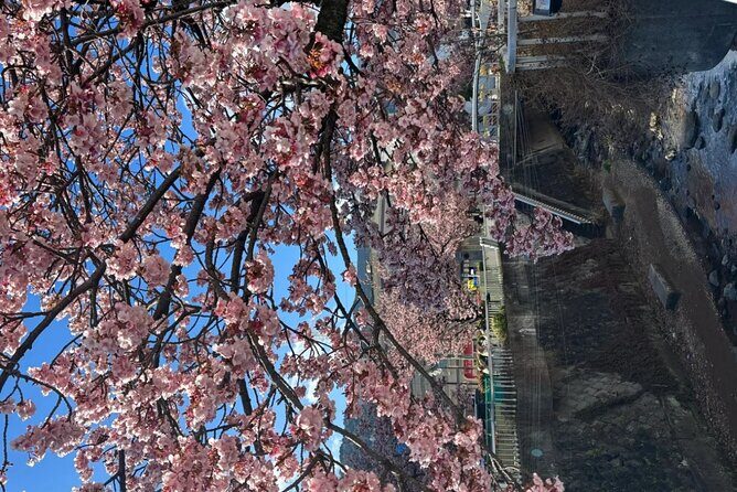 Shizuoka and Izu City Cherry Blossom Private 2 Days Tour - The Sum Up