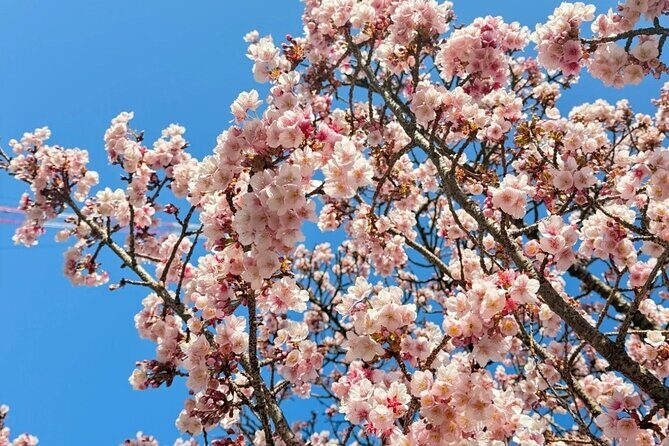 Shizuoka and Izu City Cherry Blossom Private 2 Days Tour - FAQ