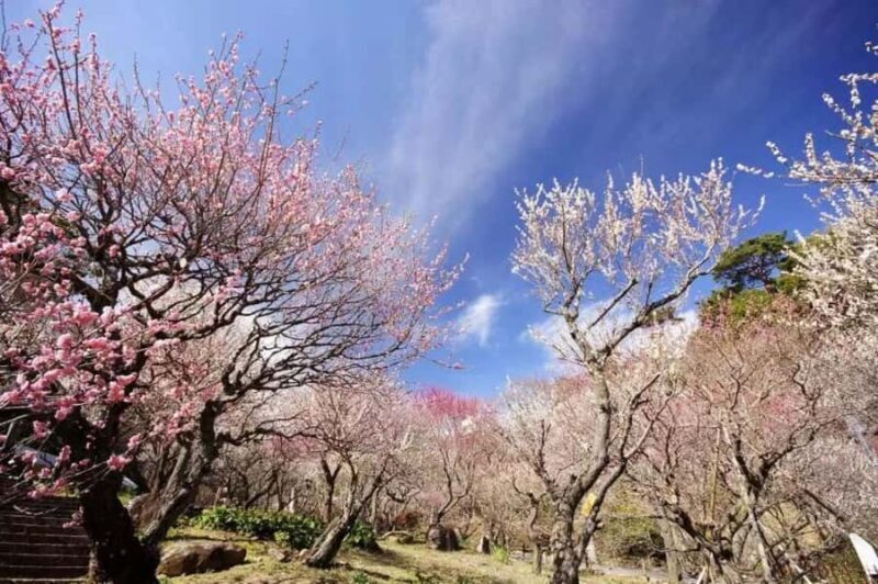 Shizuoka: Cherry Blossom, Plum Garden, & Fruit picking Tour - Key Points