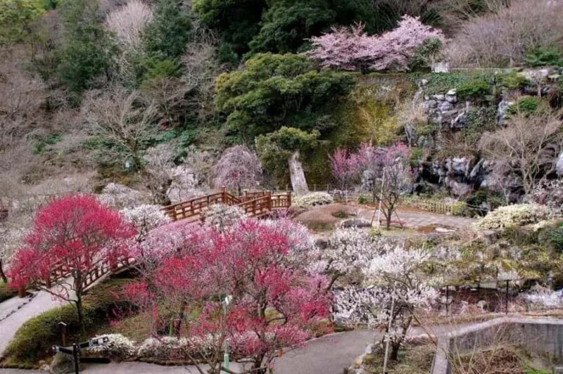 Shizuoka: Cherry Blossom, Plum Garden, & Fruit picking Tour - A Deep Dive Into the Tour Experience