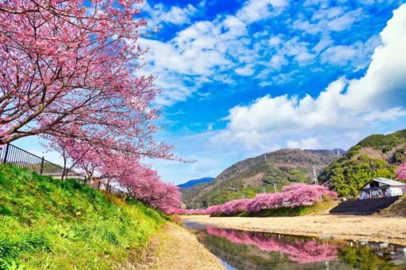 Shizuoka: Cherry Blossom, Plum Garden, & Fruit picking Tour - Final Thoughts