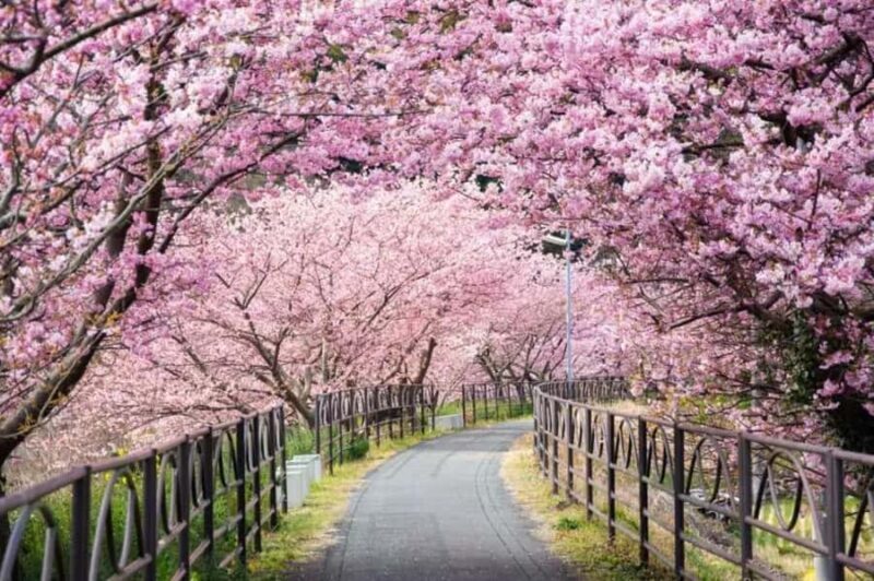 Shizuoka: Cherry Blossom, Plum Garden, & Fruit picking Tour - FAQ