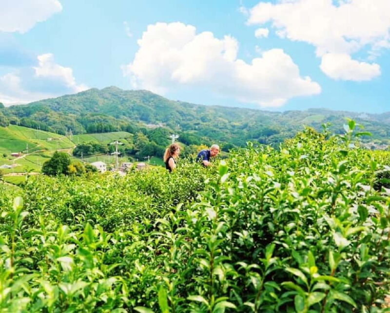 Shizuoka: Japanese Tea Tour with Tasting and Tea Making - FAQs