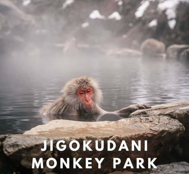 Shizuoka: Nagano Snow monkey park & Heritage Private Tour - Price and Value