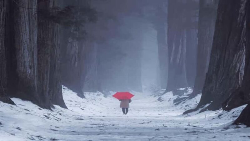 Shizuoka: Nagano Snow Monkey Park Private Day Trip - Key Points