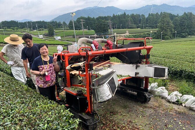 Shizuoka Tea Picking Private Experience - Final Thoughts: Is It Worth It?