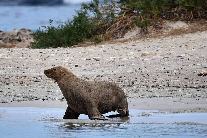 Shoalwater Islands Marine Park Cruise with Lunch - Discovering the Marine Park: What the Experience Offers