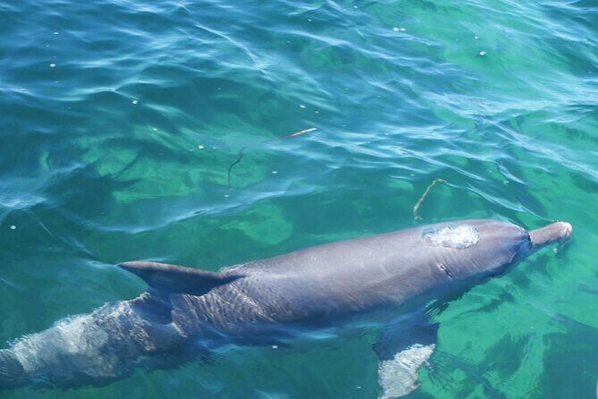 Shoalwater Islands Marine Park Cruise with Lunch - The Sum Up: The Value of a Short but Authentic Marine Encounter