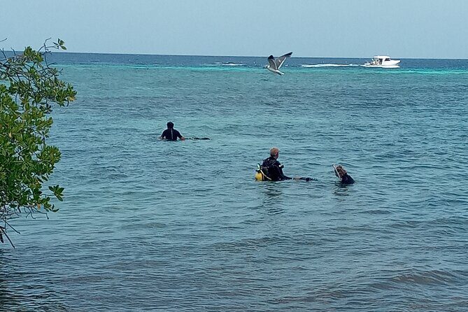 Shore Dive Aruba for Certified Divers - Who Is This Tour Best For?