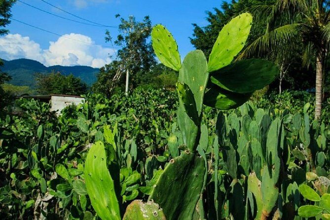 Shore Excursion Authentic Rural Mexican Experience - Practical Details and Tips
