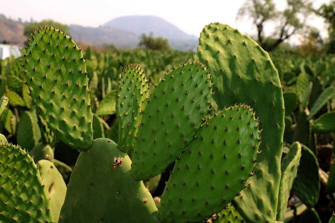 Shore Excursion Authentic Rural Mexican Experience - Who Will Enjoy This Tour?