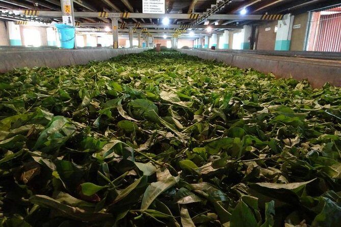 Shore Excursion Colombo Port to Kandy & Tea Factory - First Stop: Geragama Tea Factory