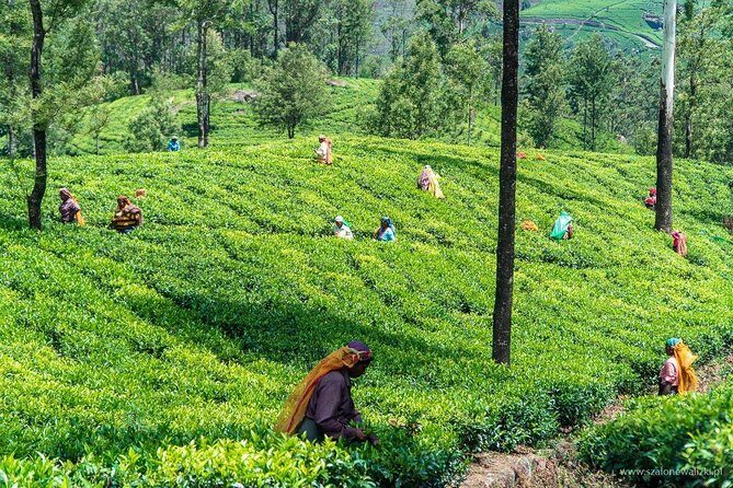 Shore Excursion Colombo Port to Kandy & Tea Factory - Timing and Flexibility