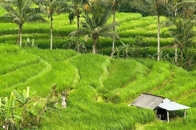 Shore Excursion Cruise Ship From Celukan Bawang Port - Who Is This Tour Best For?