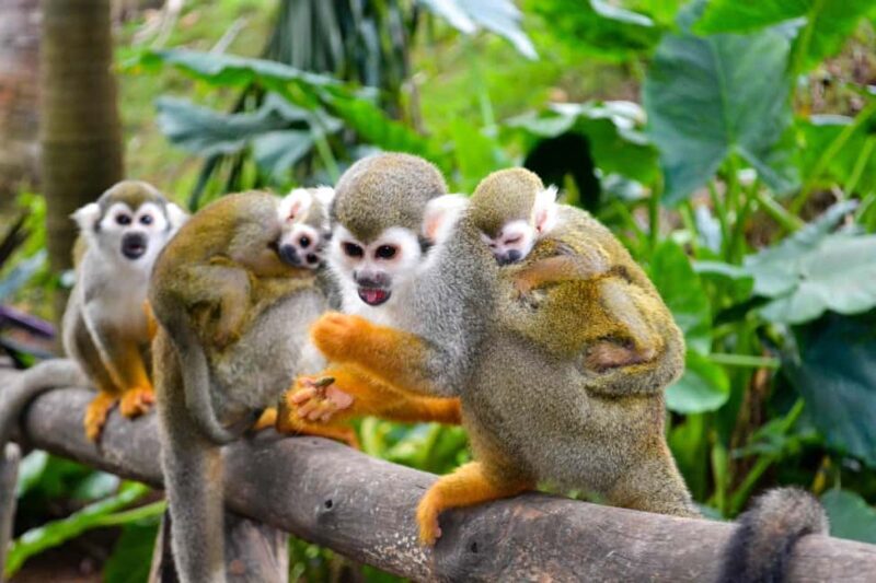 Shore Excursion Damajagua Waterfalls and Monkey Encounters - An In-Depth Look at Damajagua Waterfalls and Monkey Encounters