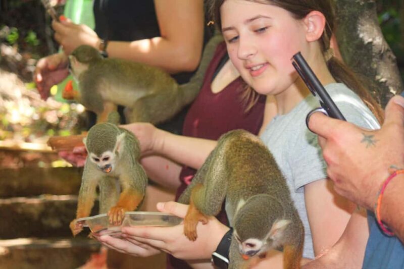 Shore Excursion Damajagua Waterfalls and Monkey Encounters - FAQ