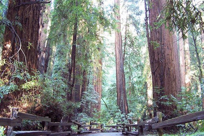 Shore Excursion: Guided Tour to Muir Woods with Roundtrip Journey - What Travelers Say