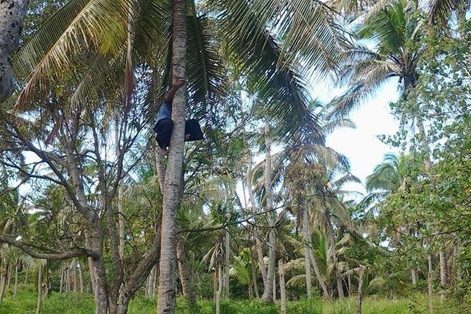 Shore Excursion: Half-Day Anahulu Cave and Cultural Tour - FAQ