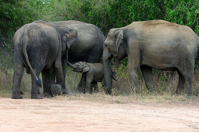 Shore Excursion Hambantota Port to Yala Safari and Come back(All Inclusive) - Exploring the Shore Excursion from Hambantota Port to Yala National Park