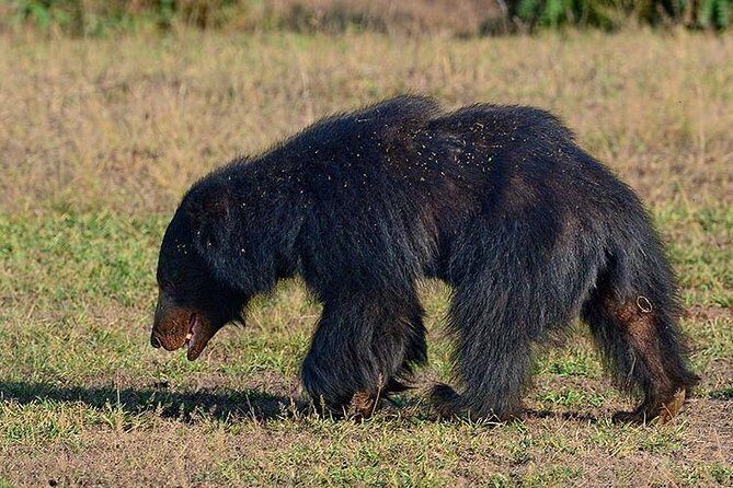 Shore Excursion Hambantota Port to Yala Safari and Come back(All Inclusive) - Who Will Enjoy This Tour?