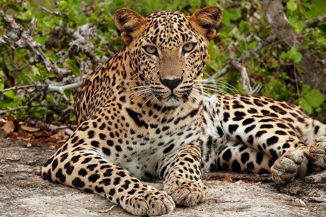 Shore Excursion Hambantota Port to Yala Safari and Come back(All Inclusive) - FAQ