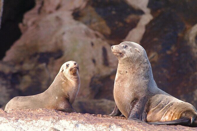 Shore Excursion: Hobart's Best In Half A Day - FAQ