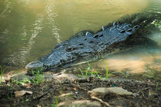 Shore Excursion Mazunte and Ventanilla Crocs & Turtles - What to Expect on This Wildlife Adventure