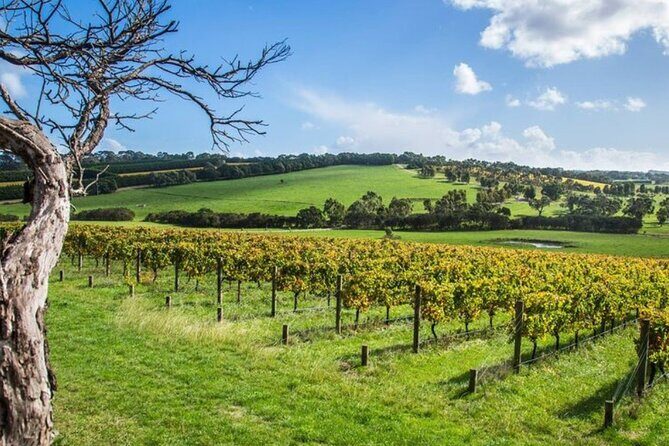 Shore Excursion Melbourne, Sights, Kangaroos, Koalas Lunch & Wine - What Our Reviewers Say