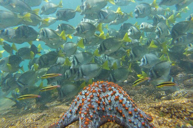 Shore Excursion Premium Family Snorkeling Experience - FAQ