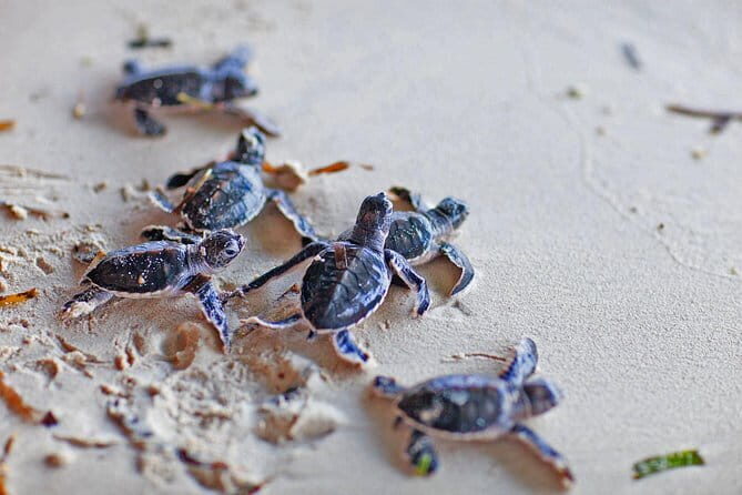 Shore Excursion To Bentota Day Tour Highlights From Colombo - Key Points