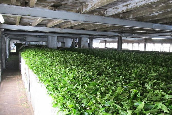 Shore Excursions Colombo Port Passenger Terminal to Kandy By Car. - An In-Depth Look at Your Kandy Experience