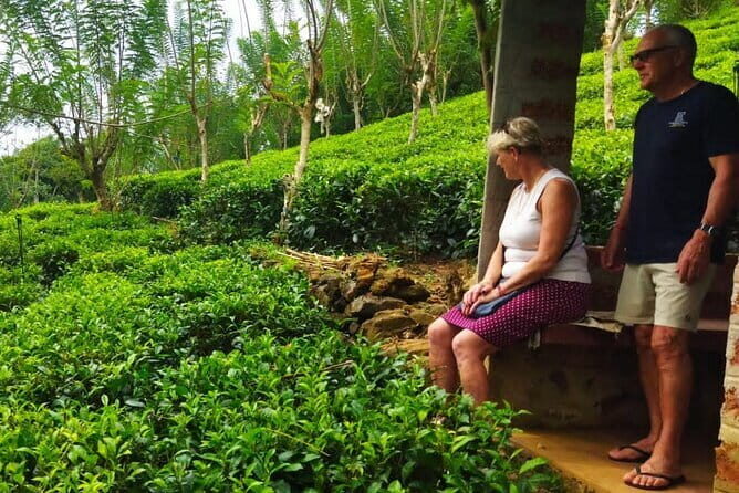 Shore Excursions Tea Plantation from Colombo Port Passenger Jetty - An In-Depth Look at the Colombo Shore Excursion to Tea Plantations