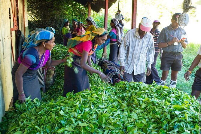 Shore Excursions Tea Plantation from Colombo Port Passenger Jetty - Who This Tour Is Best For