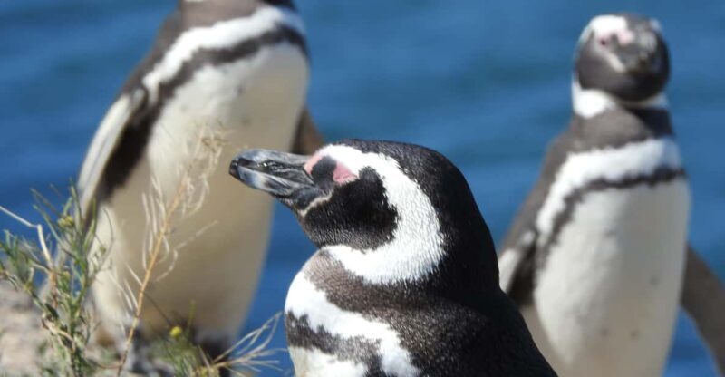 Shore Tours Peninsula Valdes Puerto Madryn Cruise Passengers - Introduction: Why This Tour Might Be Just Right