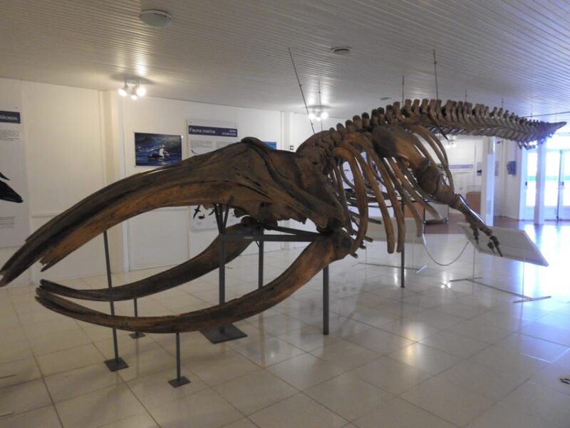 Shore Tours Peninsula Valdes Puerto Madryn Cruise Passengers - FAQs