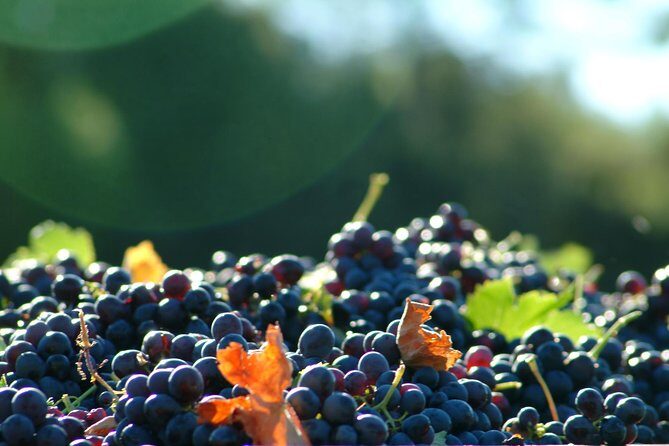 Short Day Tour around Aix en Provence and Wine Tasting - Authenticity and Frequently Praised Elements