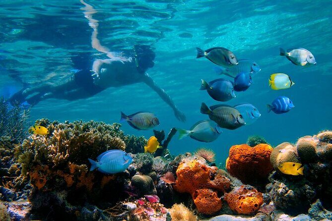 Short Excursion 4-Hour Party Catamaran and Snorkeling - What to Expect from the 4-Hour Party Catamaran and Snorkeling Tour