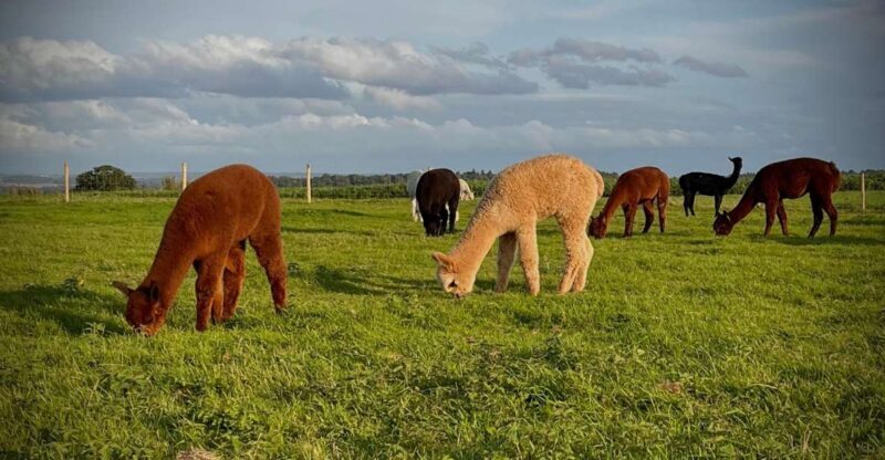 Shropshire: Alpaca Meet & Greet Intimate Alpaca Experience - Key Points