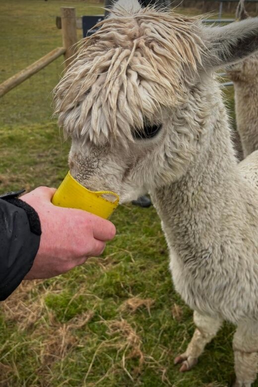 Shropshire: Alpaca Meet & Greet Intimate Alpaca Experience - An In-Depth Look at the Alpaca Meet & Greet