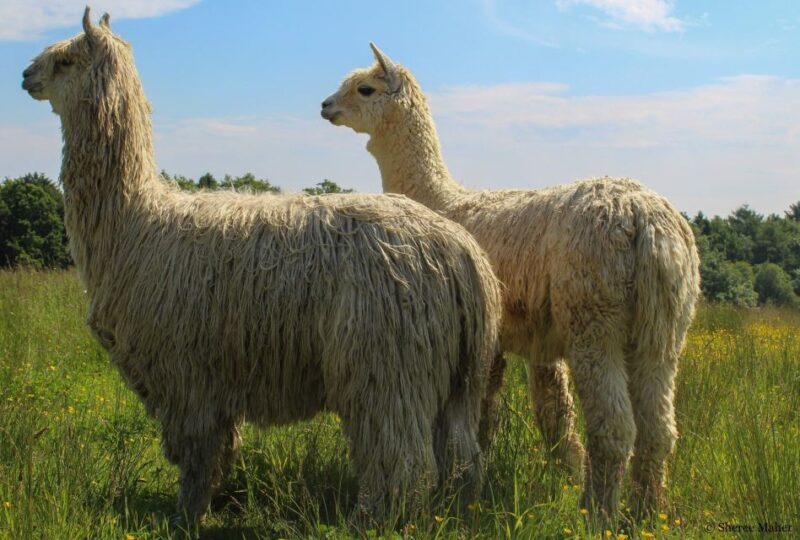 Shropshire: Alpaca Meet & Greet Intimate Alpaca Experience - The Itinerary Breakdown