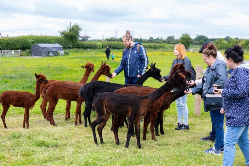 Shropshire: Alpaca Meet & Greet Intimate Alpaca Experience - The Sum Up